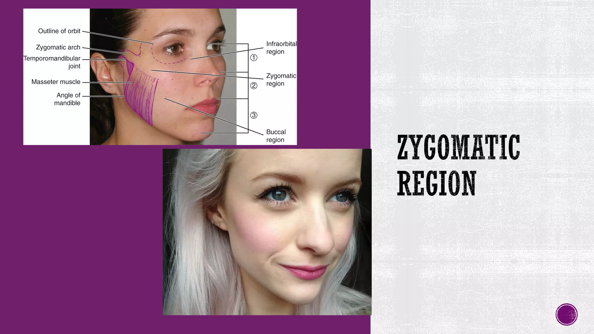 Orofacial Structures | PDF