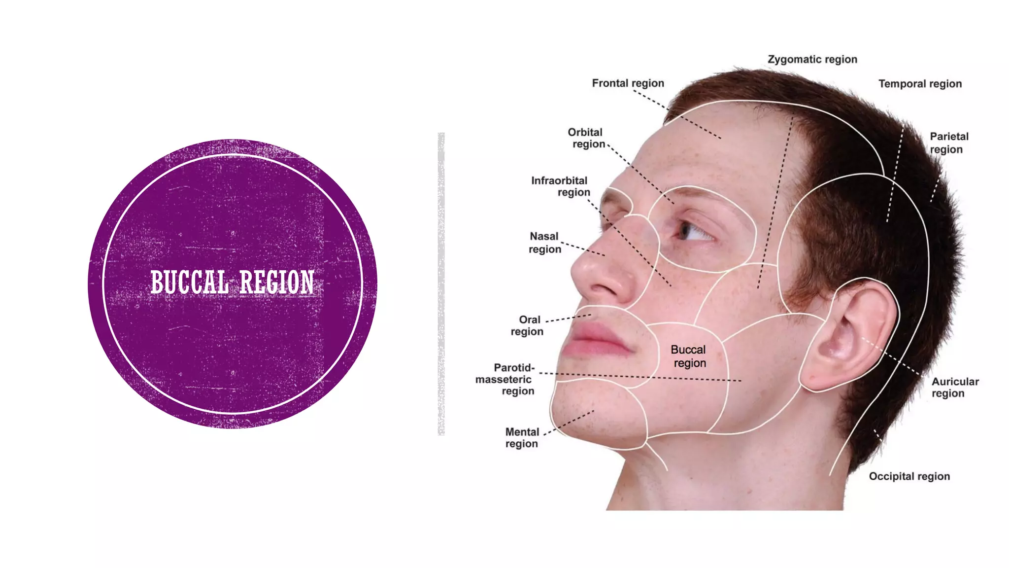 Orofacial Structures | PDF
