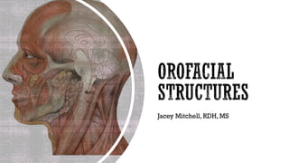 Orofacial Structures | PDF