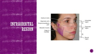 Orofacial Structures | PDF