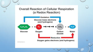 Redox Reaction Cellular Respiration