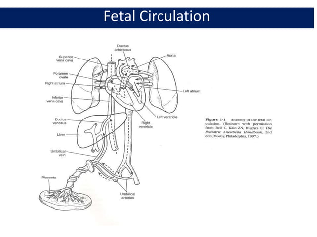 2 Paediatrics and Neonatal anesthesia.pptx | Ear, Nose and Throat ...