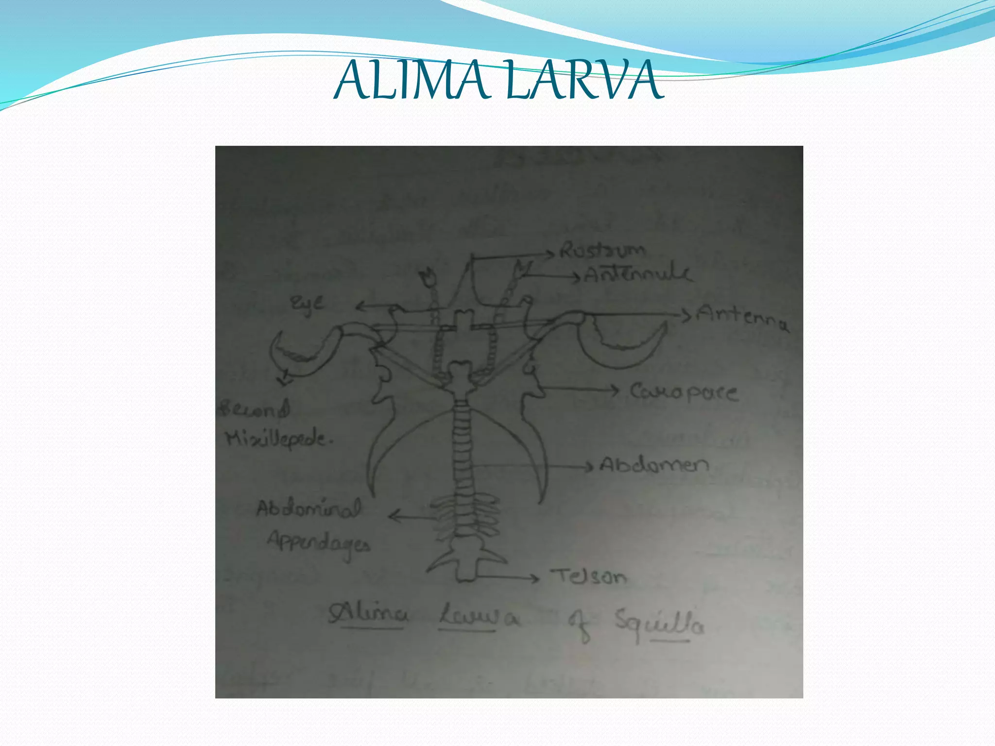 larval forms of crustaceans | PPTX