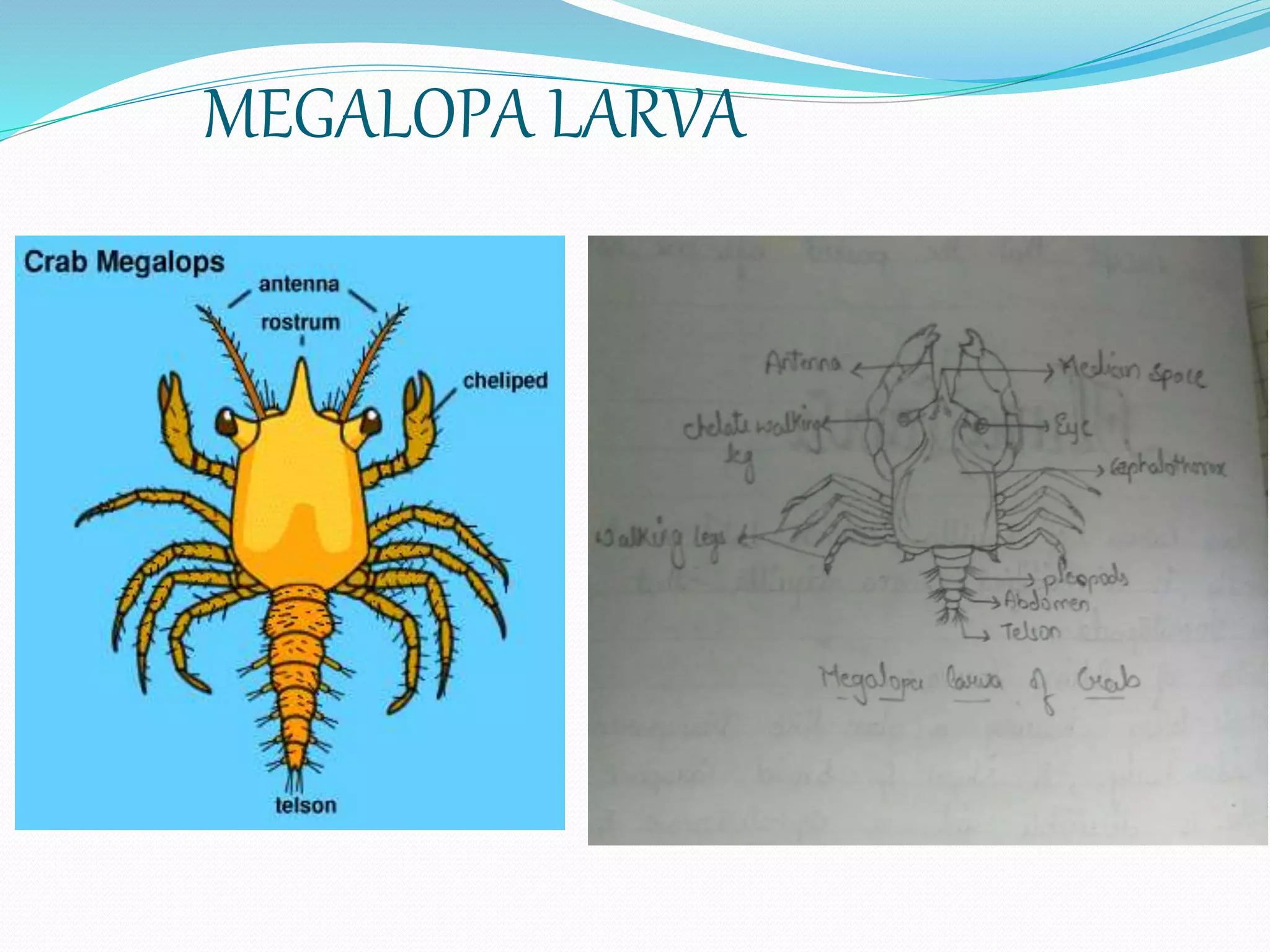 larval forms of crustaceans | PPTX