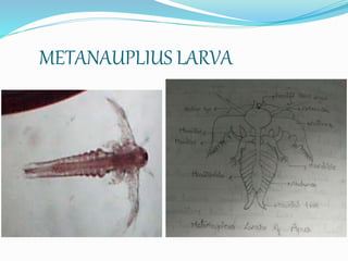 larval forms of crustaceans | PPTX