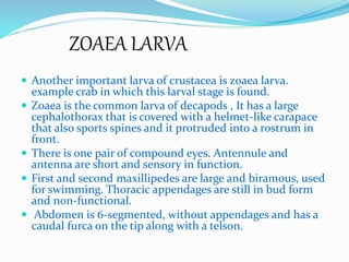 larval forms of crustaceans | PPTX