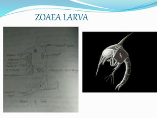 larval forms of crustaceans | PPTX