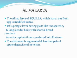 larval forms of crustaceans | PPTX