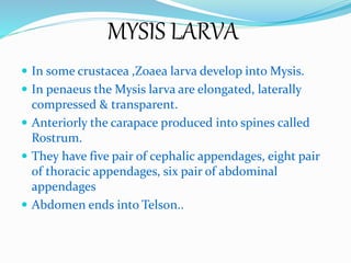 larval forms of crustaceans | PPTX