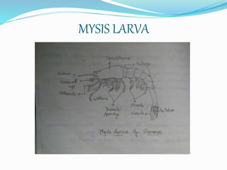 larval forms of crustaceans | PPTX
