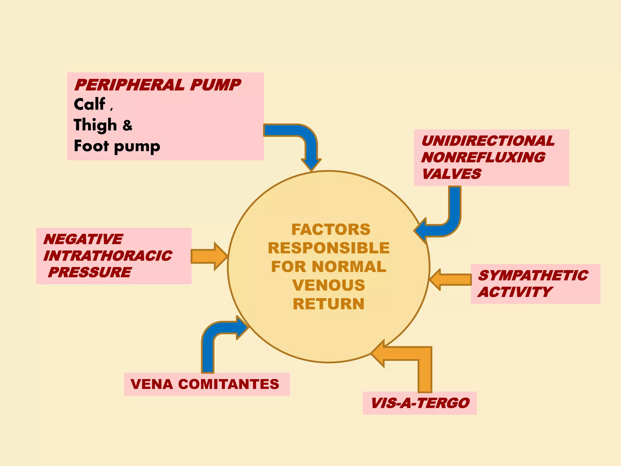 PATHOPHYSIOLOGY OF VARICOSE VEINS | PPTX | Heart and Cardiovascular ...