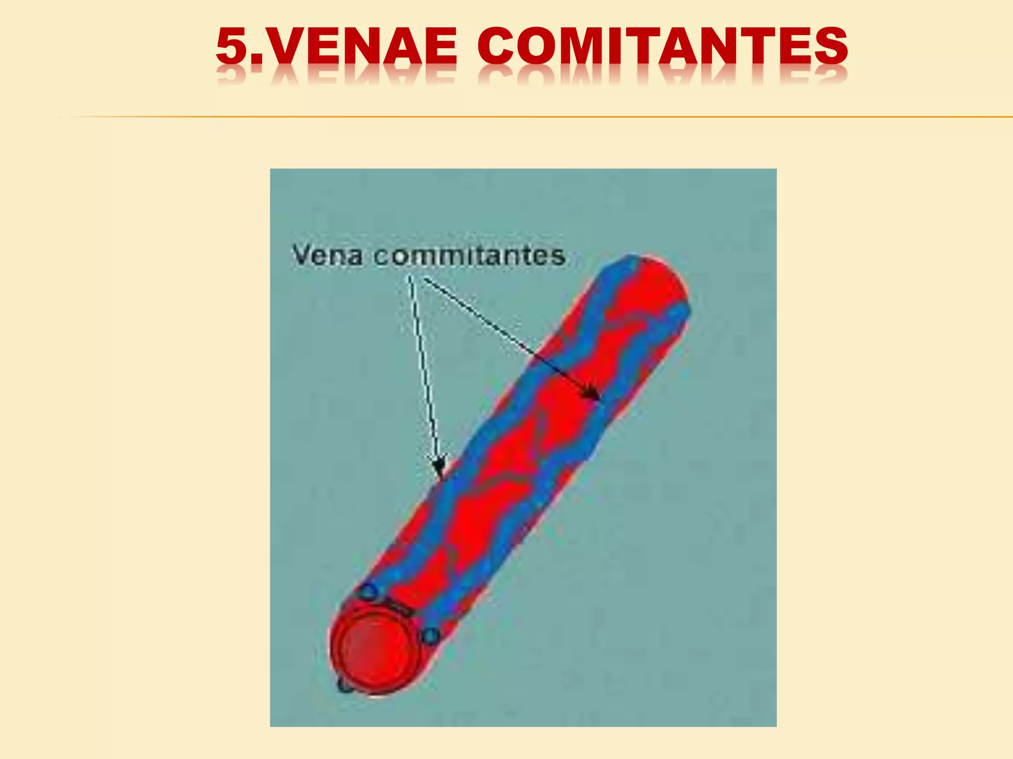 PATHOPHYSIOLOGY OF VARICOSE VEINS | PPTX