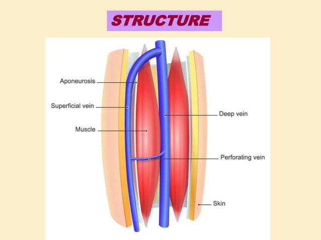PATHOPHYSIOLOGY OF VARICOSE VEINS | PPTX | Heart and Cardiovascular ...