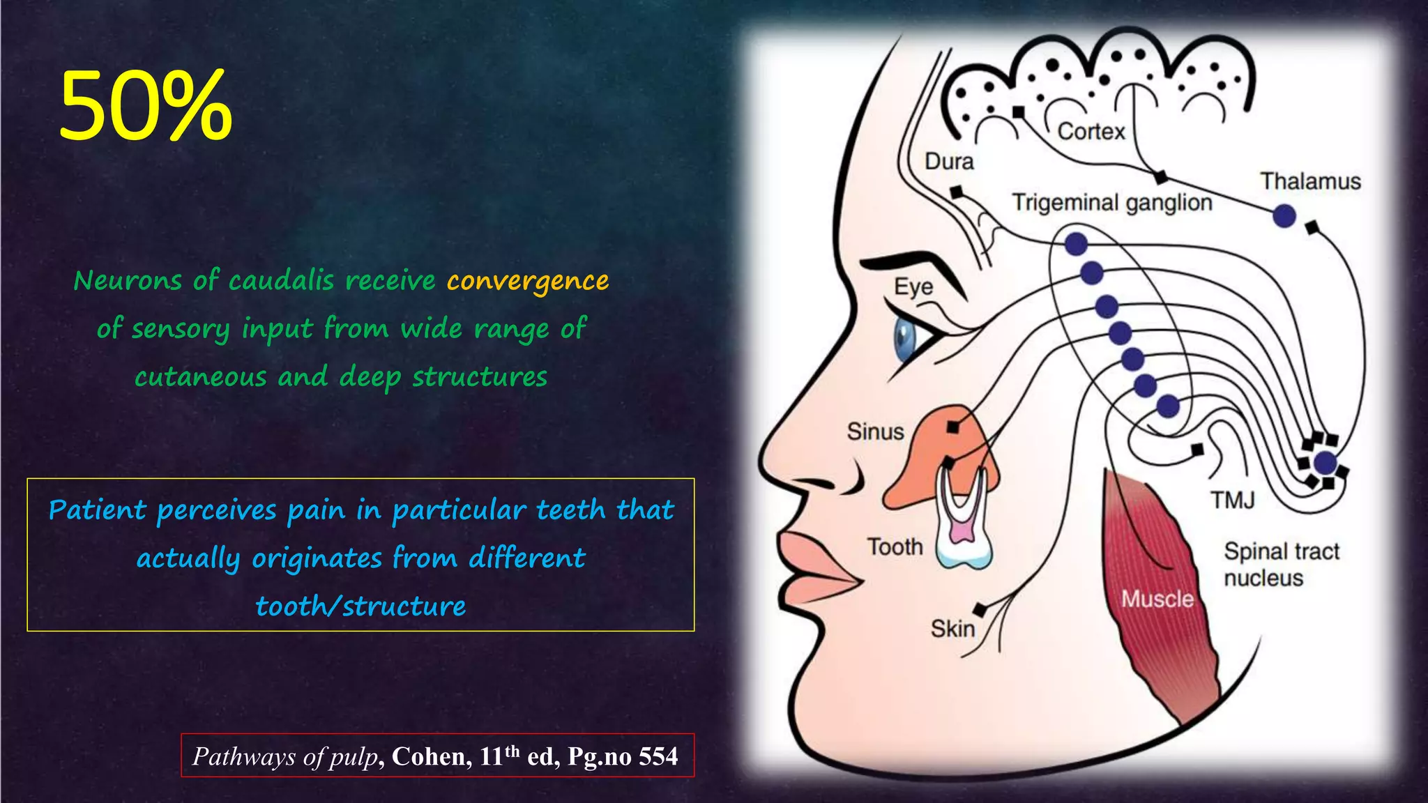 Dental pain (Irreversible pulpitis: Pathophysiology) | PPTX