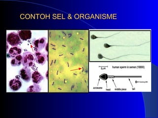 biologi dasar "pendahuluan biologi" | PPT