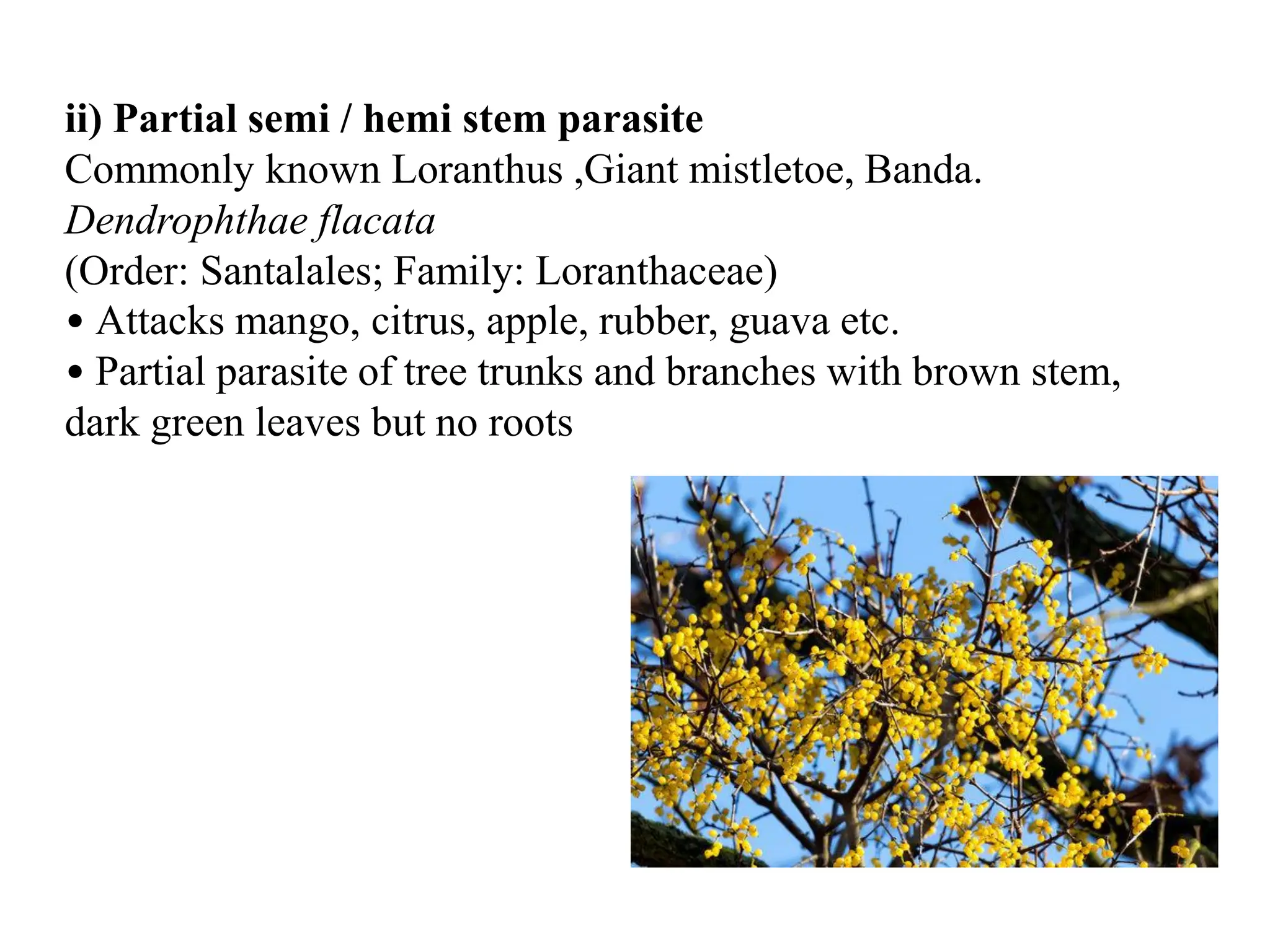 2 Phanerogamic Plant Paracite their types | PDF