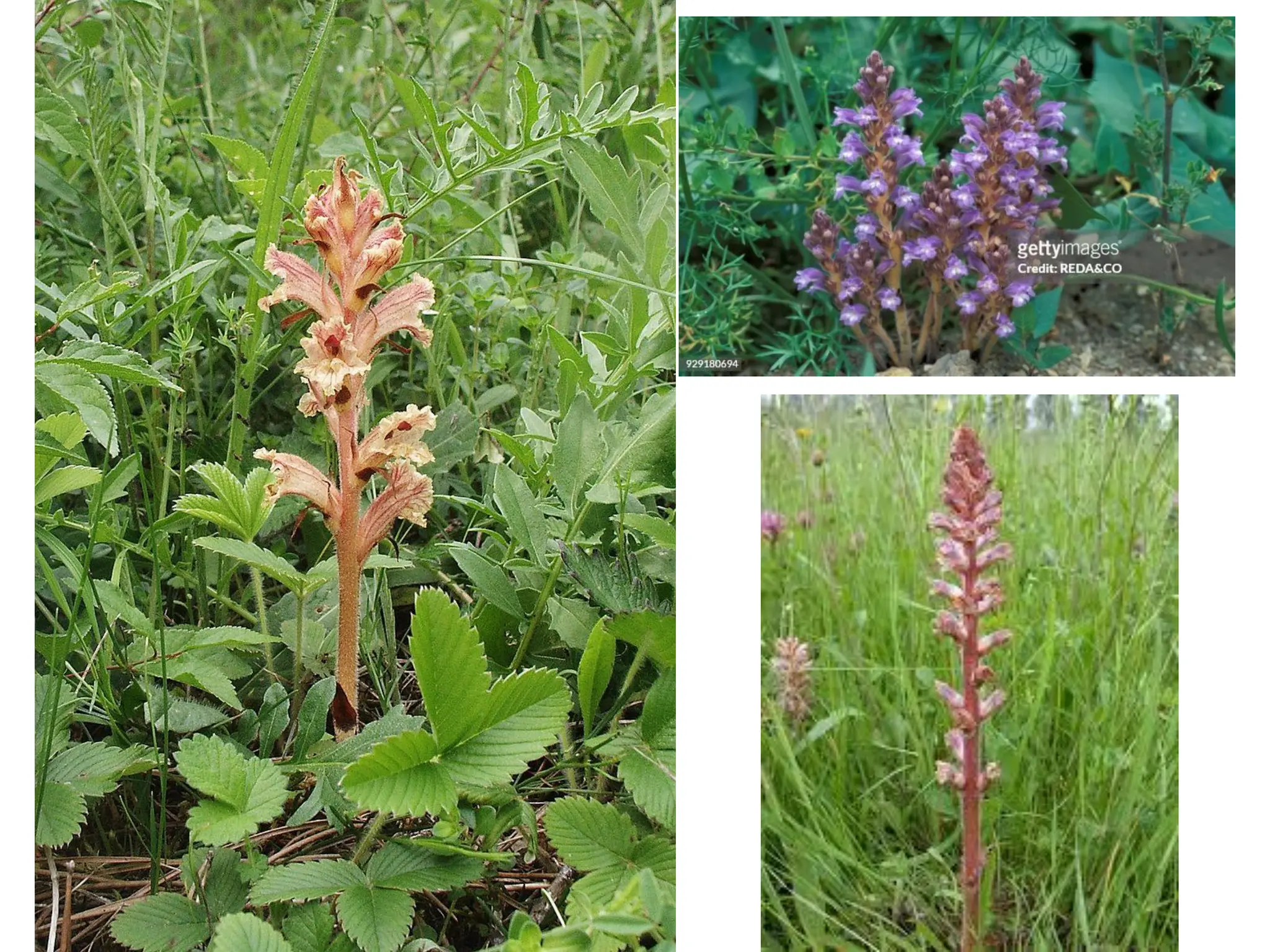 2 Phanerogamic Plant Paracite their types | PDF