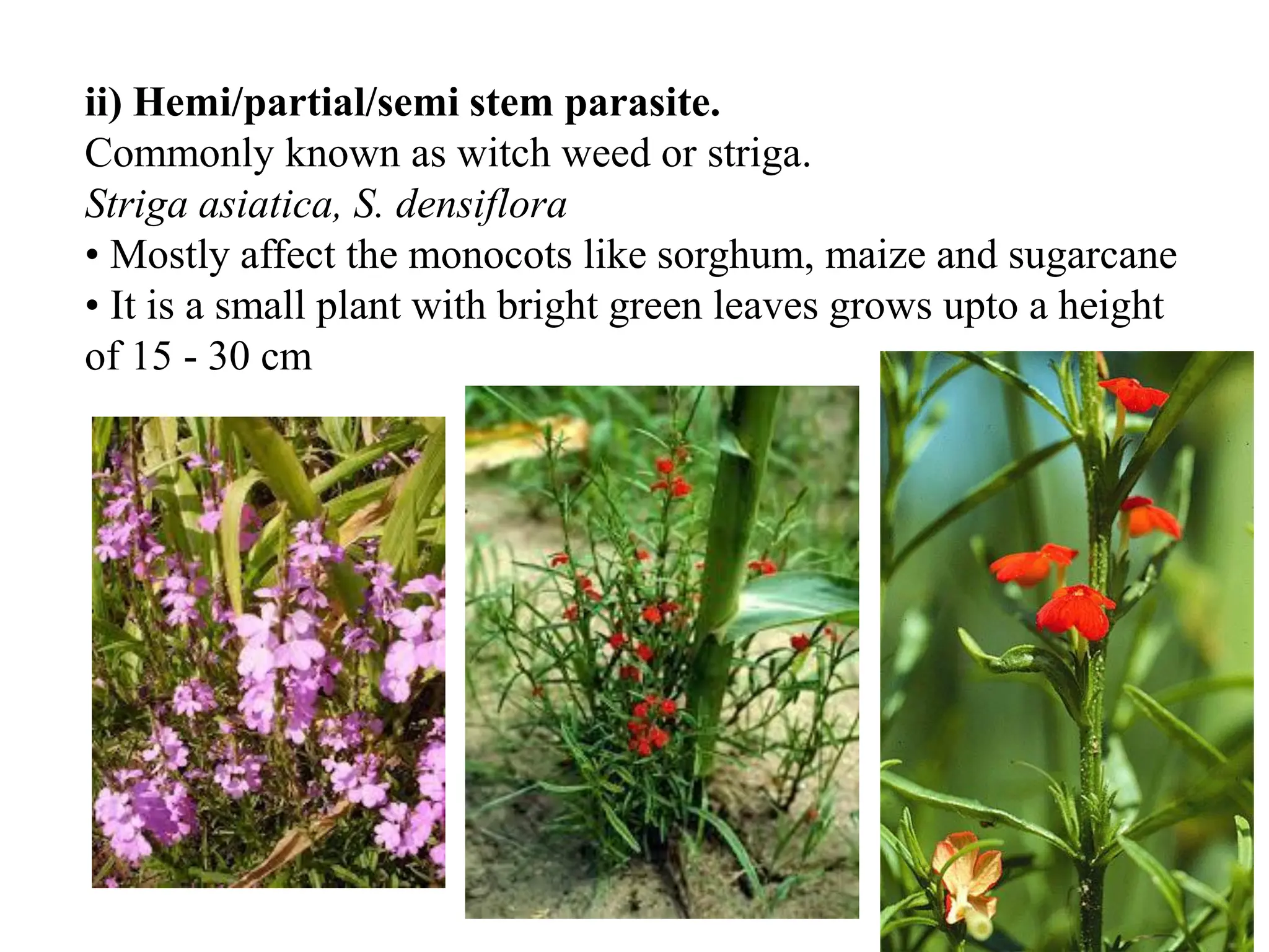 2 Phanerogamic Plant Paracite their types | PDF