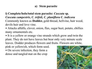 2 Phanerogamic Plant Paracite their types | PDF