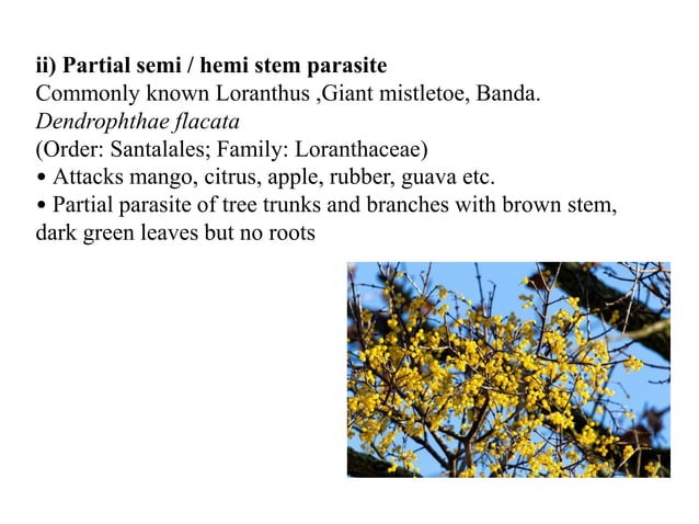 2 Phanerogamic Plant Paracite their types | PDF | Gardening | Home & Garden