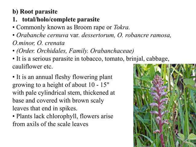 2 Phanerogamic Plant Paracite their types | PDF | Gardening | Home & Garden