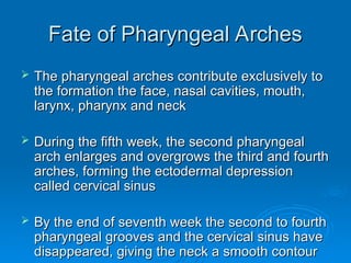 2 Pharyngeal Arches, Pouches and Clefts.ppt