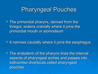 2 Pharyngeal Arches, Pouches and Clefts.ppt