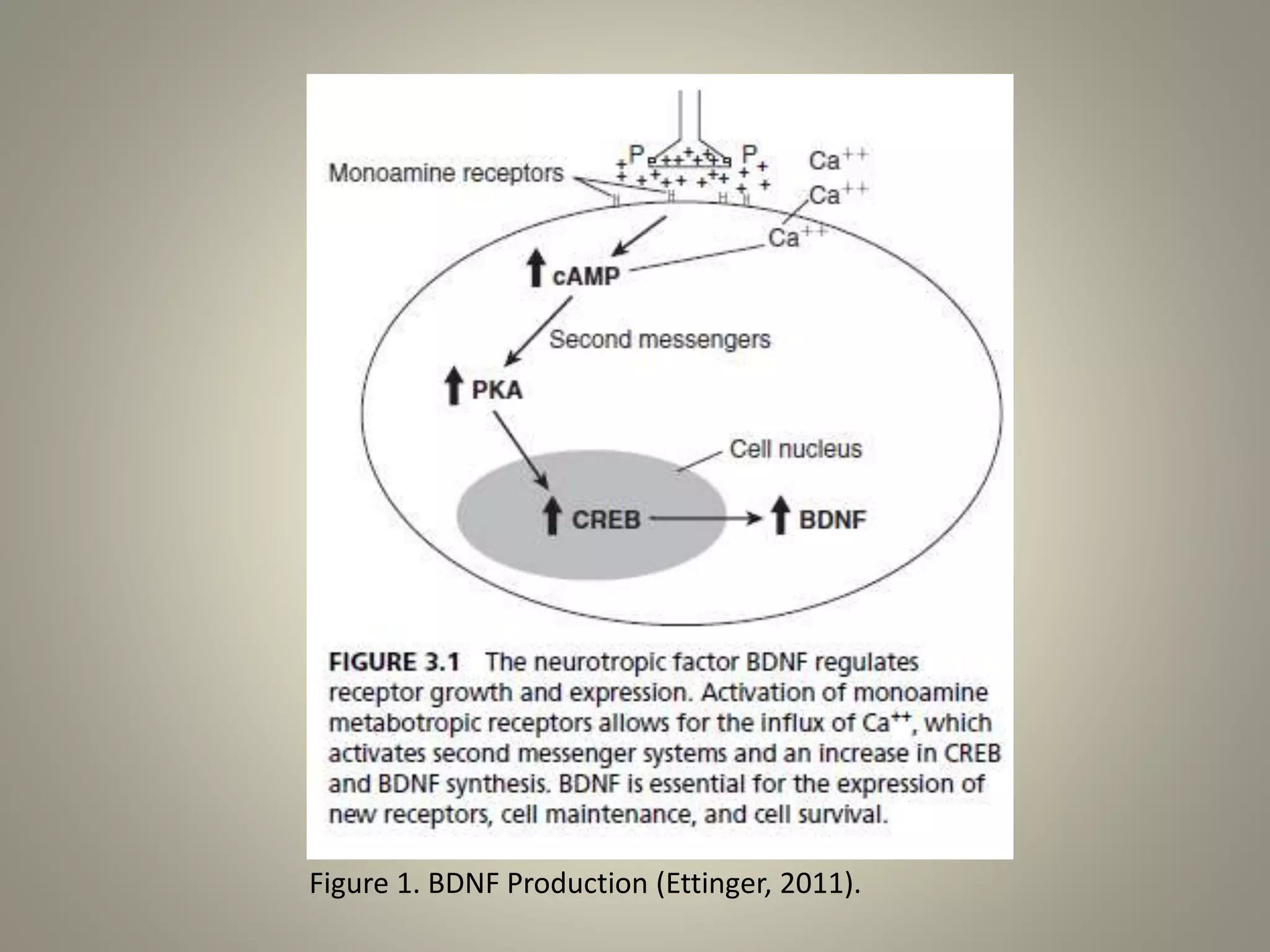 Capstone Presentation MTHFR | PPTX
