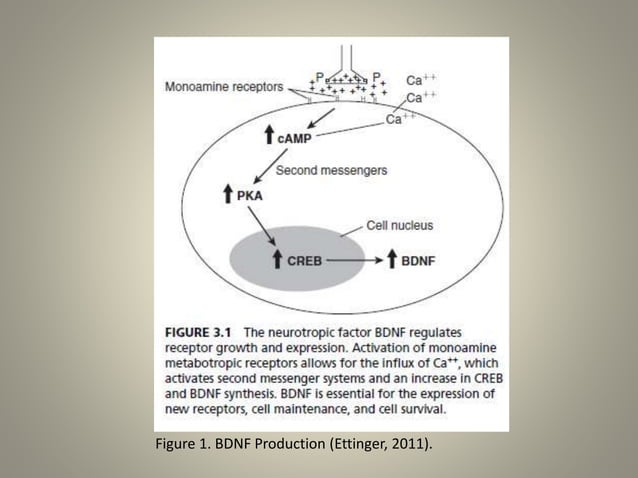Capstone Presentation MTHFR | PPT