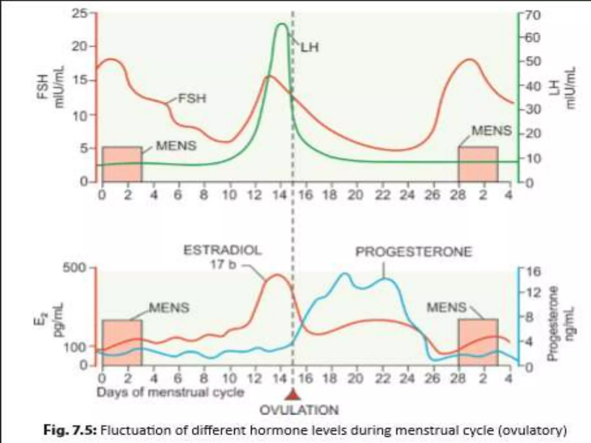 Physiology of menstruation | PPT