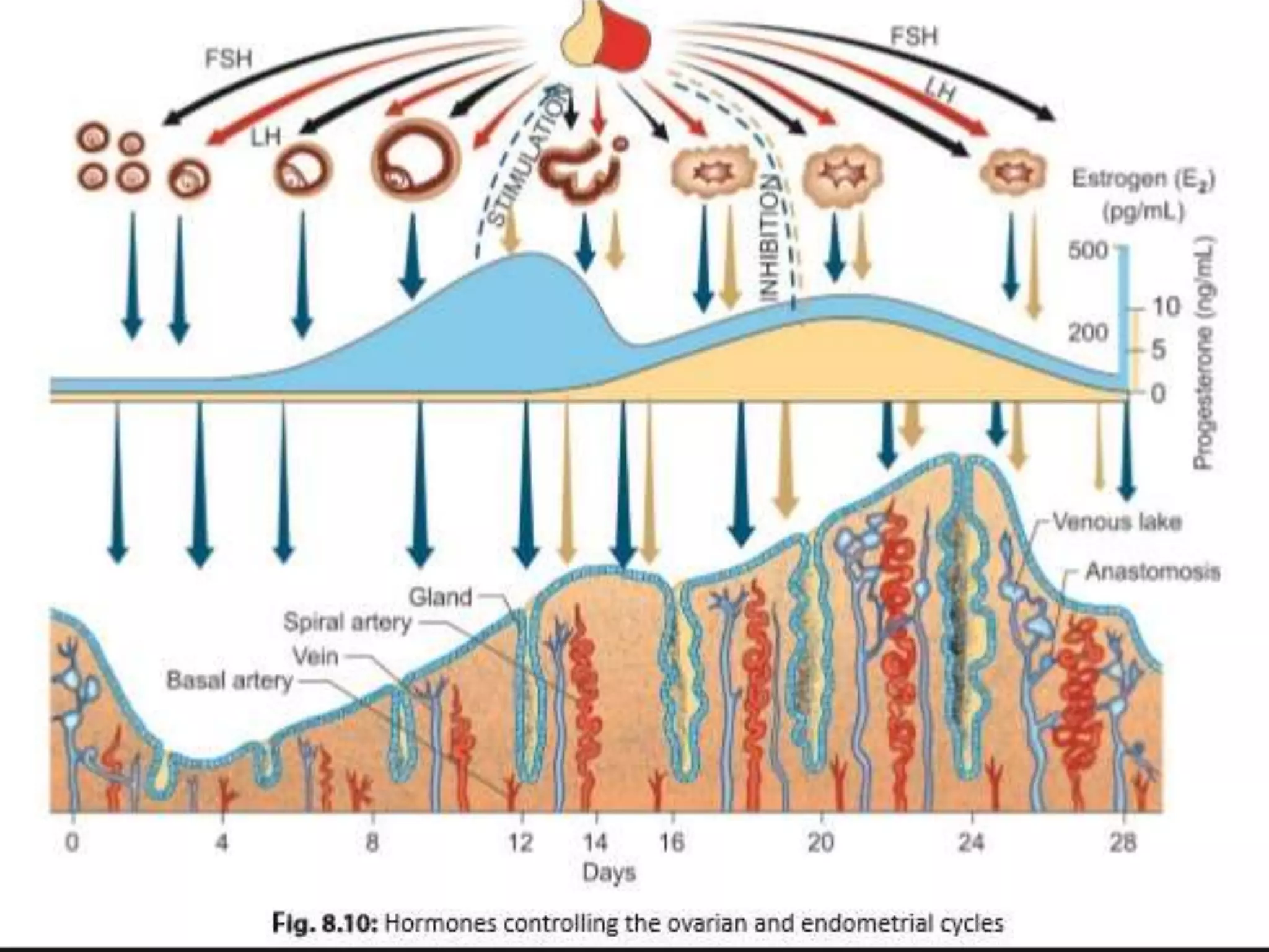 Physiology of menstruation | PPT