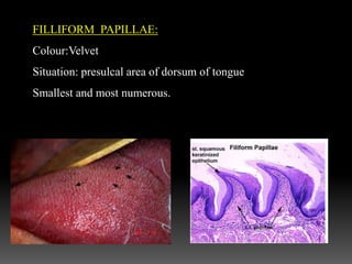 Physiology of taste | PPTX