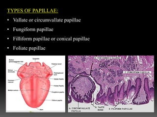 Physiology of taste | PPTX