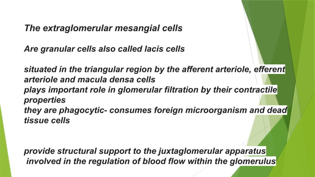 PHYSIOLOGY OF THE RENAL SYSTEM MADE EASY M. pptx | PPTX | Chemistry ...