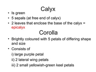 Chapter 16 Reproduction in Plants Lesson 2 - Pollination | PPT