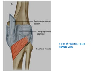 Popliteal Fossa Floor