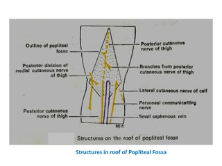 Popliteal Fossa Floor