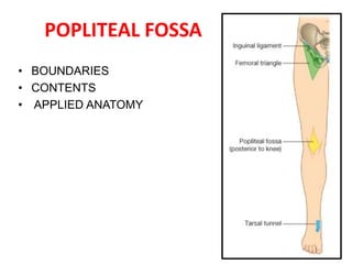 Popliteal Fossa
