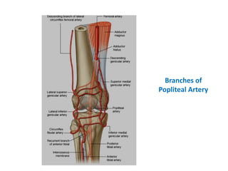Popliteal Fossa Netter