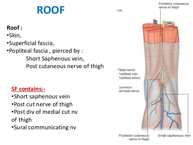 2 popliteal fossa