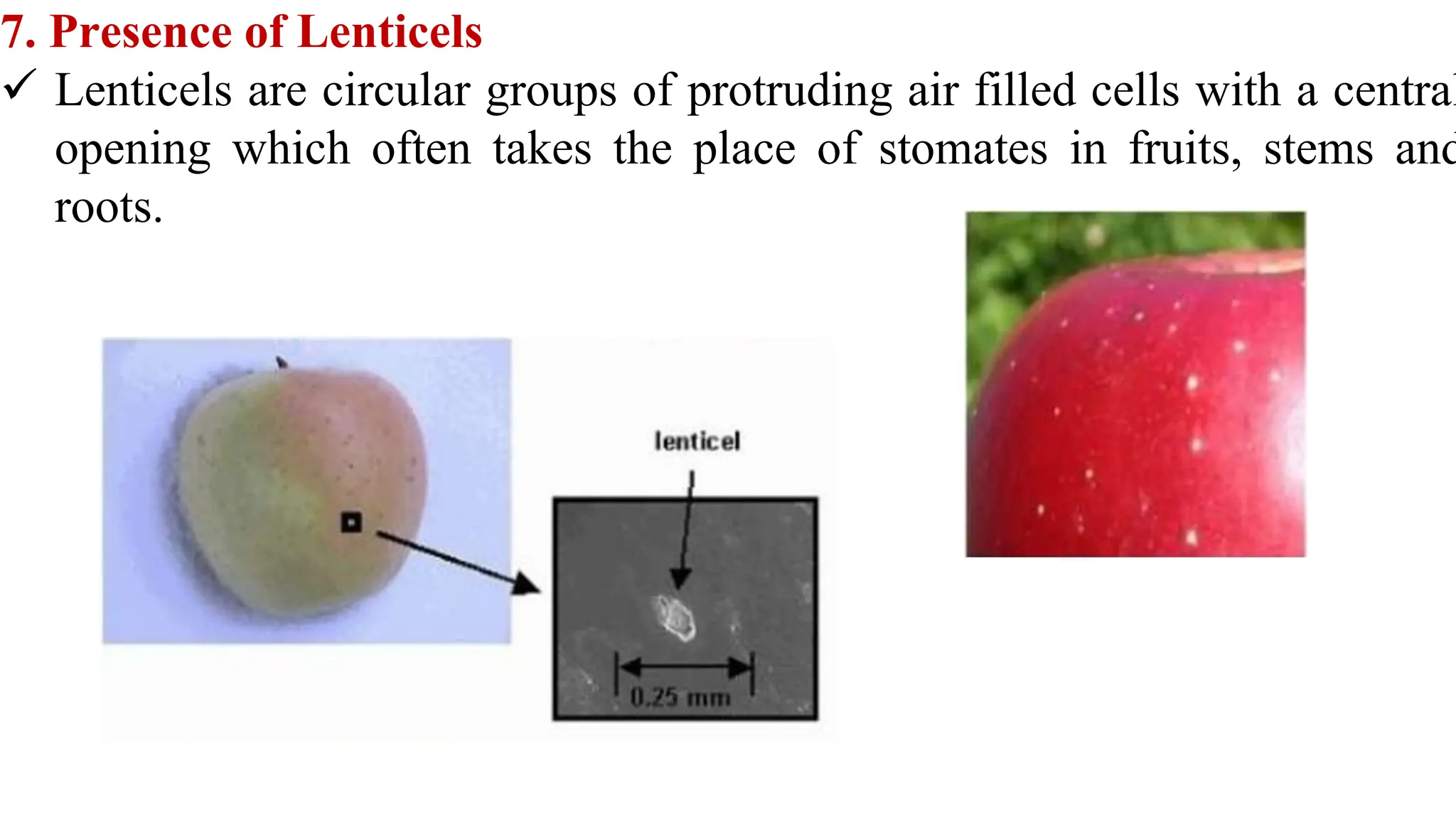 2 Post harvest Physiology of Horticulture produce.pptx