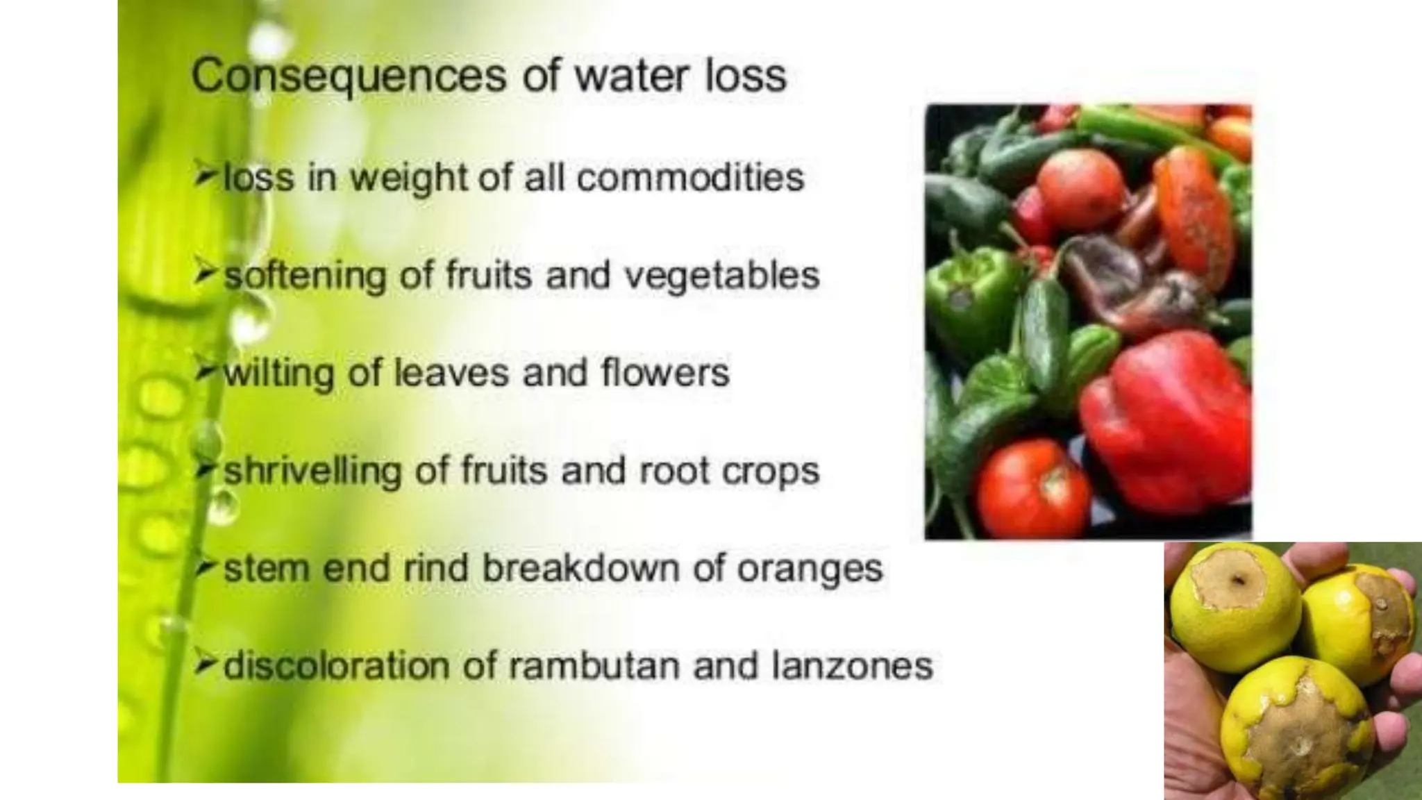 2 Post harvest Physiology of Horticulture produce.pptx