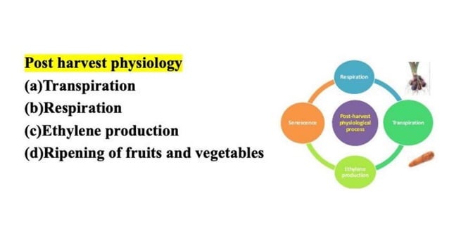 2 Post harvest Physiology of Horticulture produce.pptx