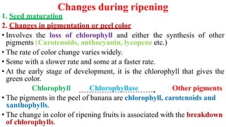 2 Post harvest Physiology of Horticulture produce.pptx