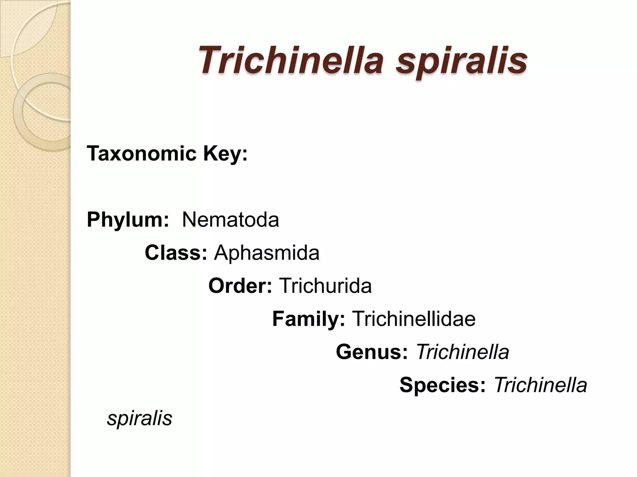 Phylum Nematoda | PPTX