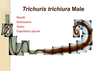 Phylum Nematoda | PPTX