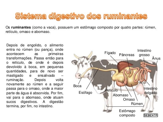 PP Sistema Digestivo -Parte1