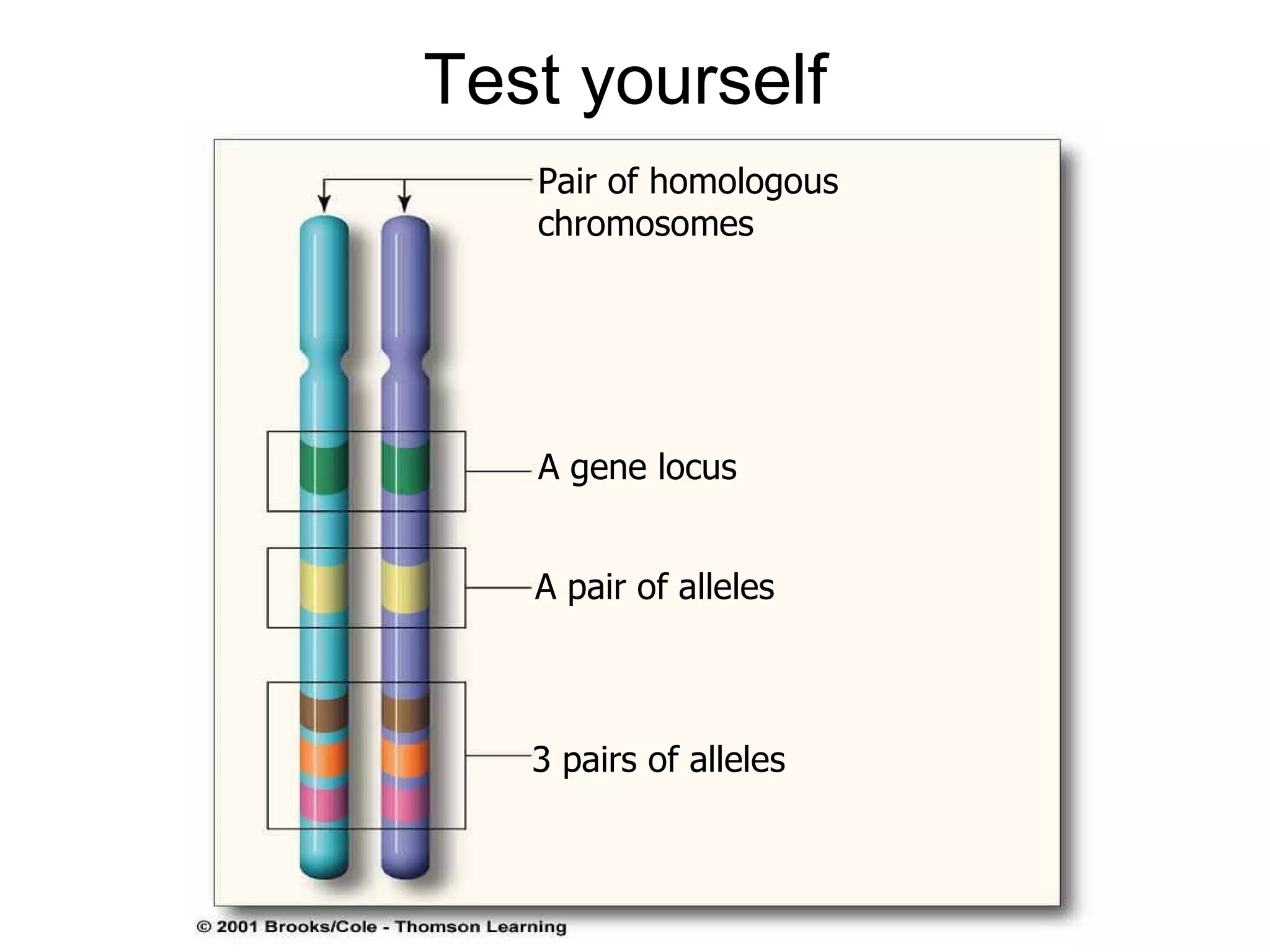 Chapter 19 Heredity Lesson 2 - Present day understanding on heredity ...