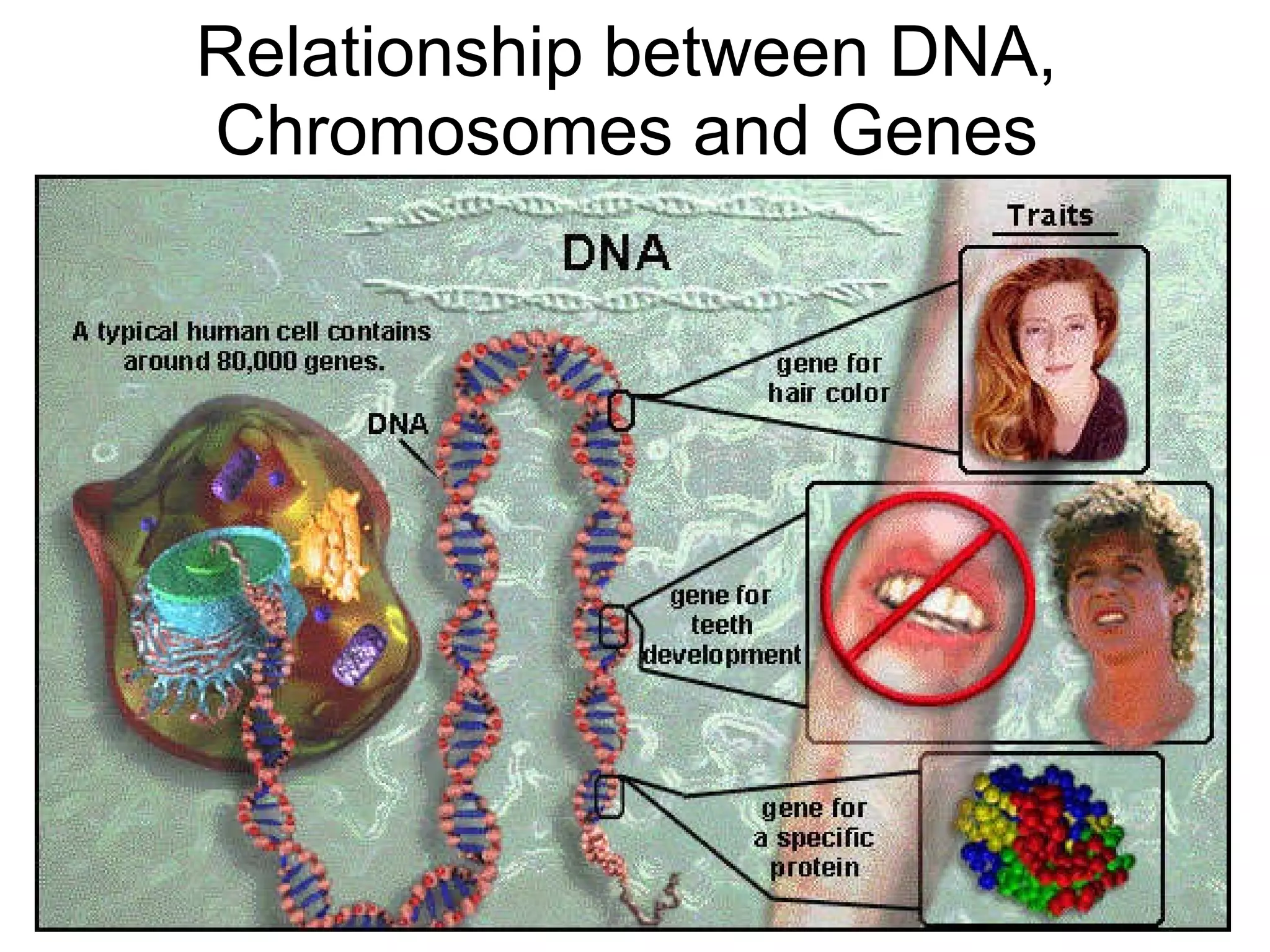 Chapter 19 Heredity Lesson 2 - Present day understanding on heredity ...