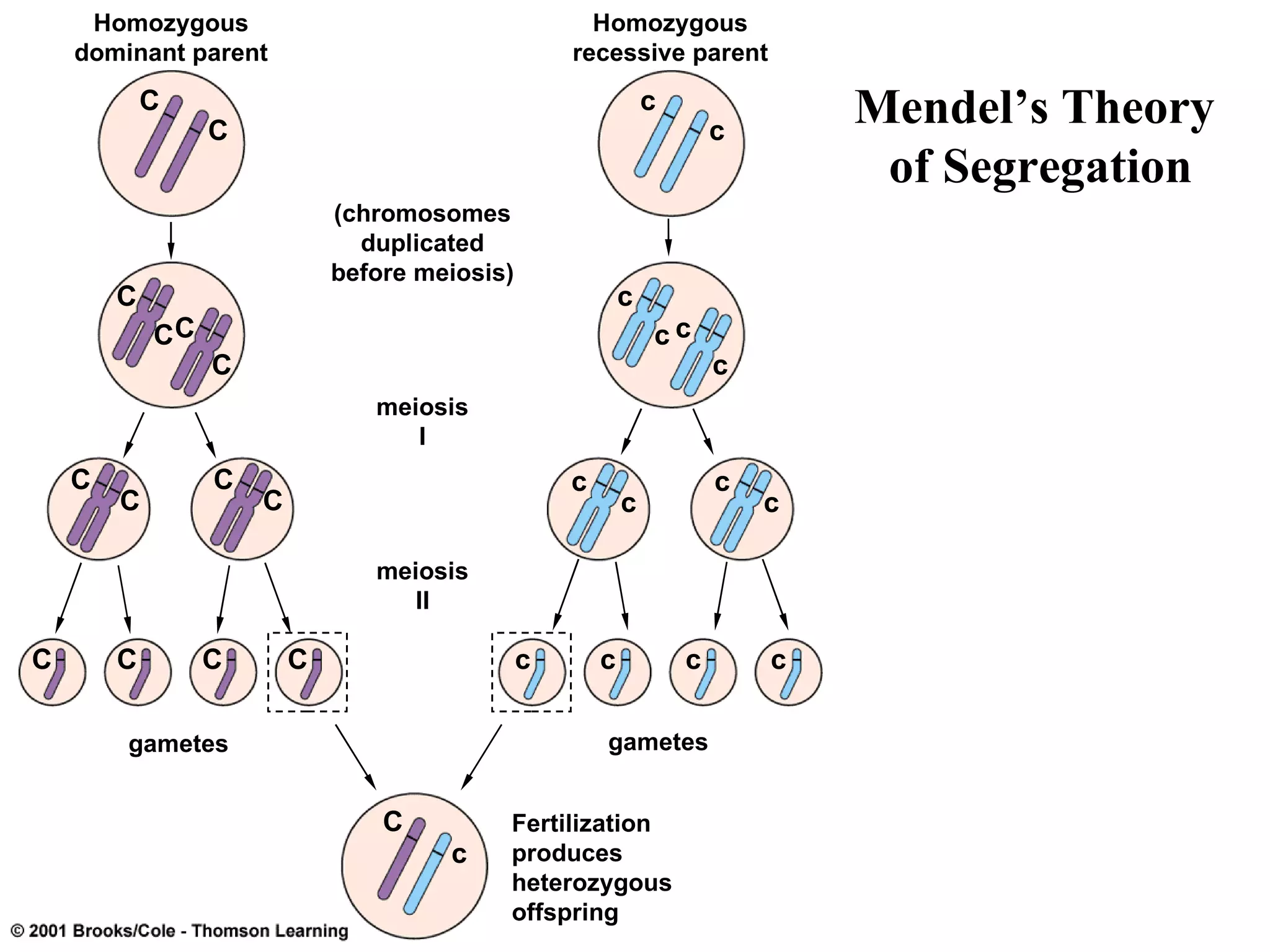 Chapter 19 Heredity Lesson 2 - Present day understanding on heredity ...